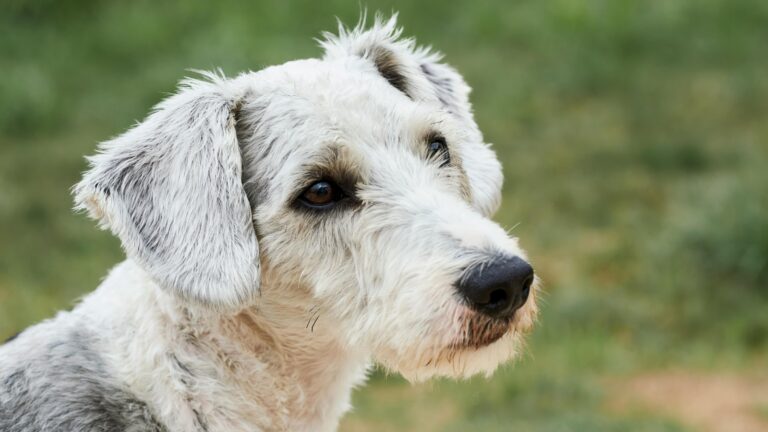 Mañana, 28 de Mayo, Día Mundial del Perro sin Raza - Infoecos
